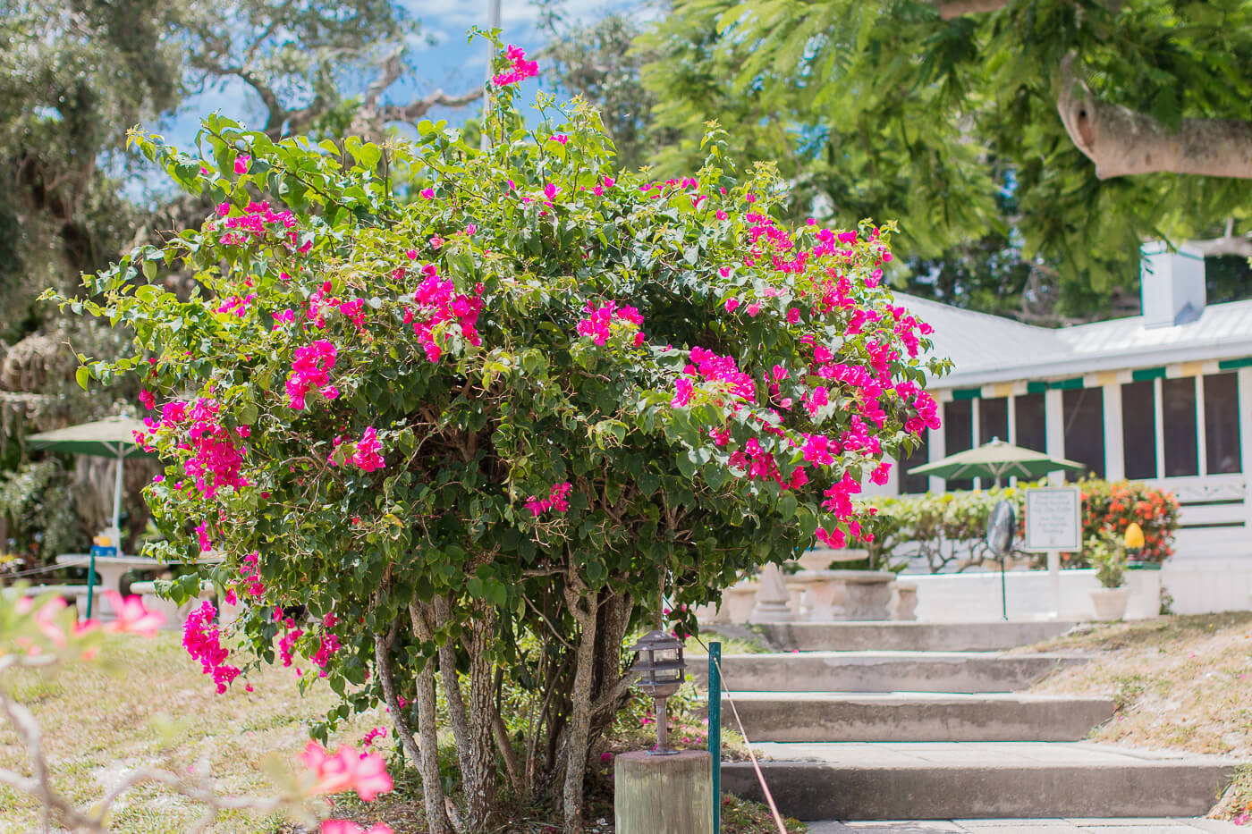 A Magical Boat Ride | Cabbage Key Inn & RestaurantCabbage Key Inn ...