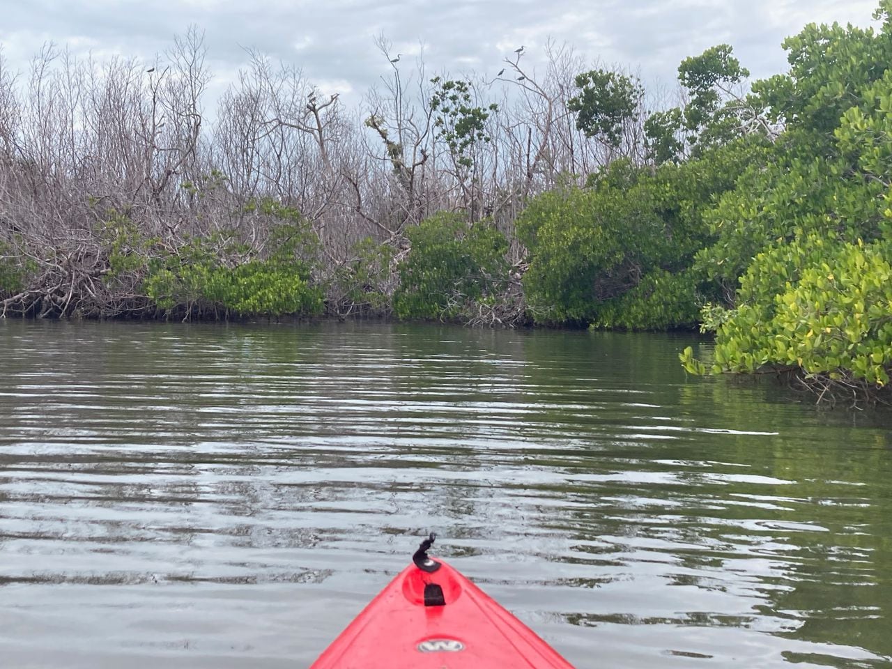 Overnight on Cabbage Key, for a cheeseburger (and more) in old-Florida ...
